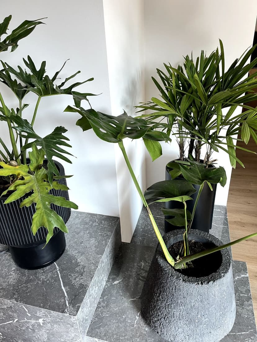 Lagom Startup Studio